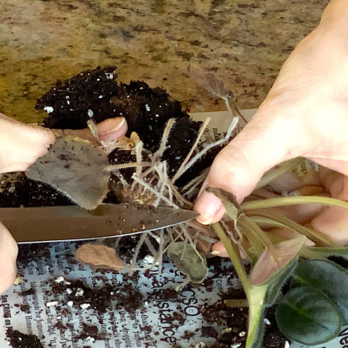 Repotting African Violets – At Lara's Table